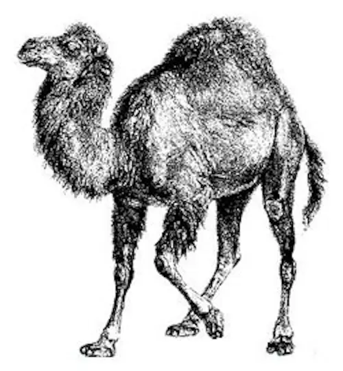 Using Cpan To Extend Perl On Mac Os X Macinstruct
